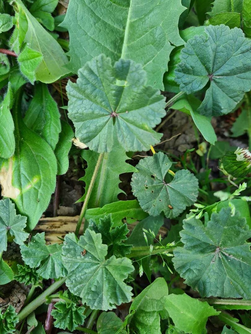 Spring Ricotta Tart with Edible Weeds