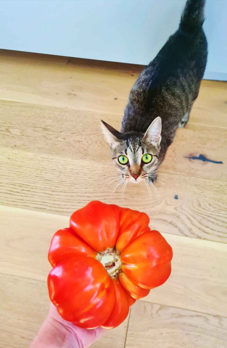 How to Save Tomato Seeds: A Step-by-Step Guide