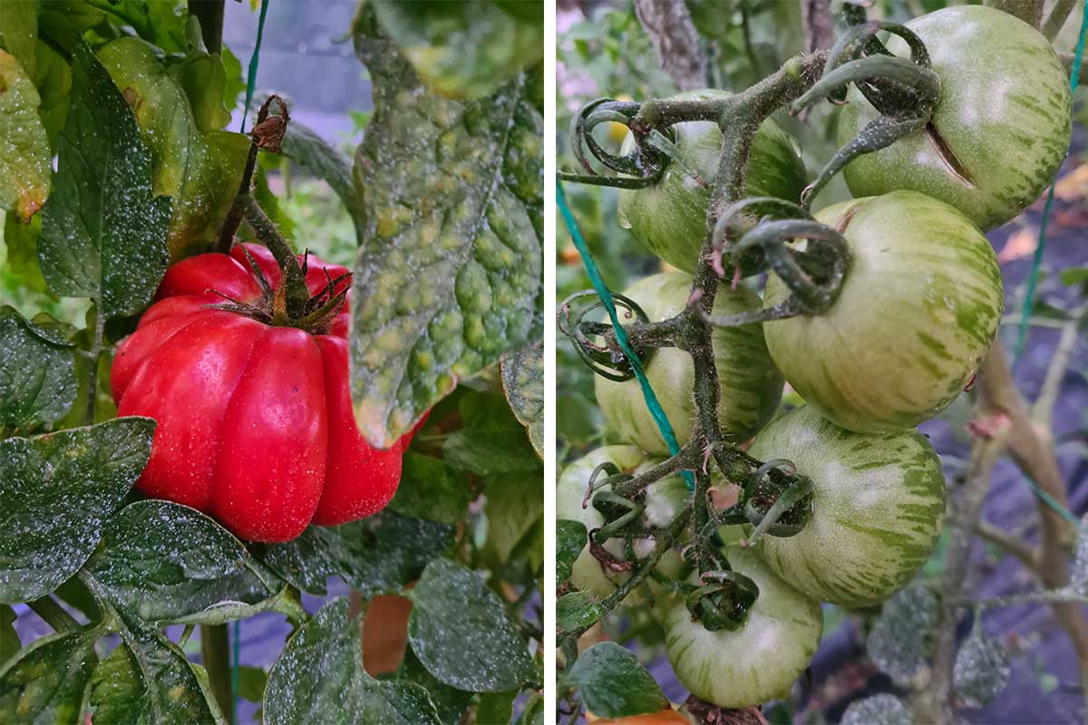 How to Save Tomato Seeds: A Step-by-Step Guide
