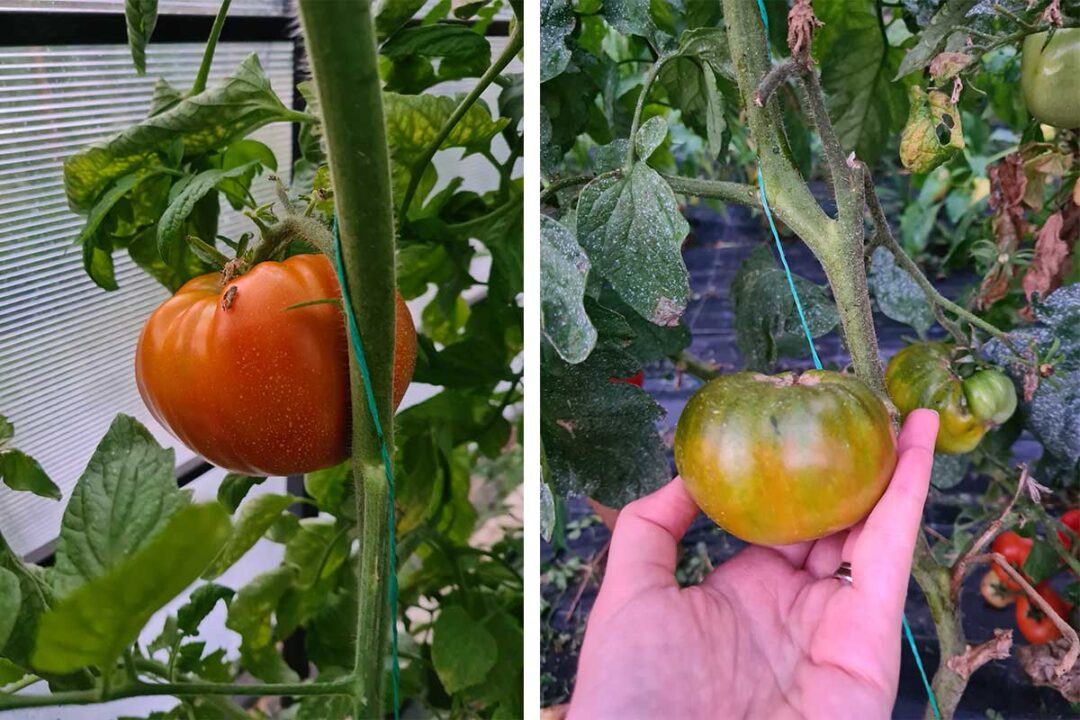 How to Save Tomato Seeds: A Step-by-Step Guide