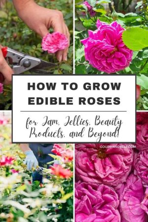 How to Grow Edible Roses for Jams, Beauty Products, and more!