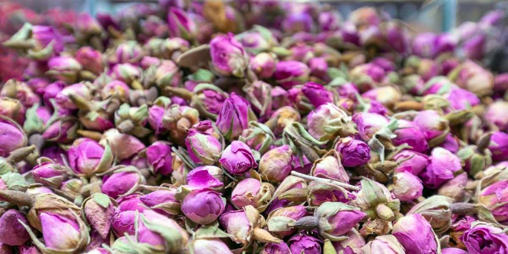 How to Grow Edible Roses for Jams, Beauty Products, and more!