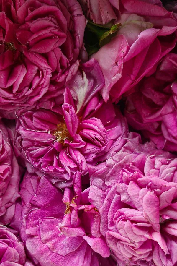 Rose Petal Jam | Rose Jelly Step by Step Guide